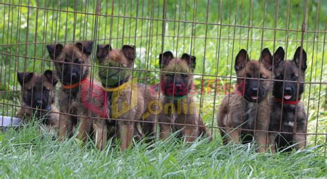 German Shepherd Mix Puppies For Sale Kingston