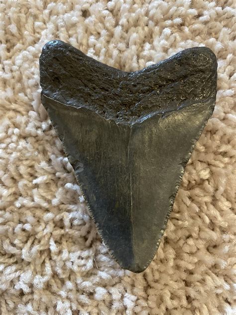 Is This A Real Megalodon Tooth R Fossilid