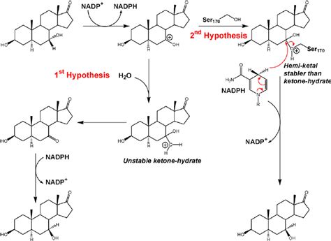 Hypotheses For 11 ␤ Hsd1 Catalyzed Epimerization Of 5 ␣ Reduced