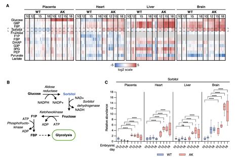 Cell 代谢流研究提示孕期糖尿病对胎儿代谢影响巨大——妊娠中晚期和糖尿病妊娠期间胎儿代谢图谱 肿瘤细胞 氨基酸代谢 非靶向代谢 脂质 多组学代谢流检测分析 脂肪酸定量 肠道微生物菌群检测