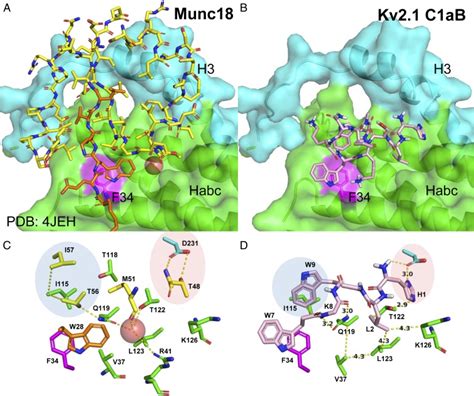 Defining The Kv21syntaxin Molecular Interaction Identifies A First In Class Small Molecule