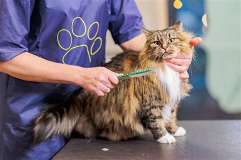 What Are Tomcat Jowls Cheeks In Male Cats
