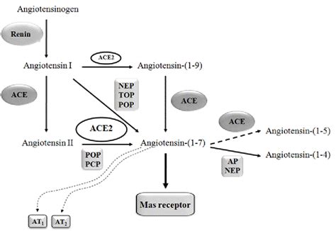 Pathways for formation and degradation of Ang-(1-7) in the kidney ...