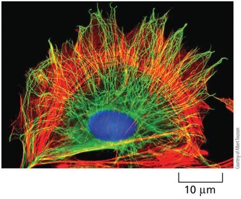 Cytoskeleton Structure And Function In Cells Flashcards Quizlet