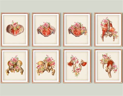 8 Vintage Anatomy Art Pelvic Floor Muscles Medical Decor