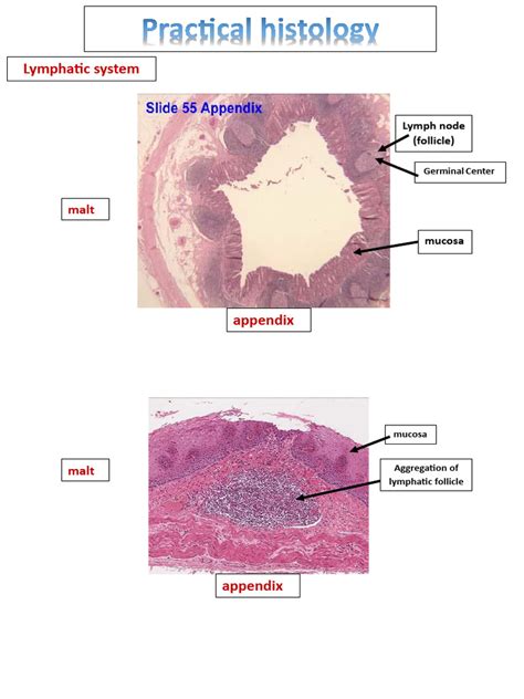 Practical Histology Pdf Lymph Node Lymphatic System