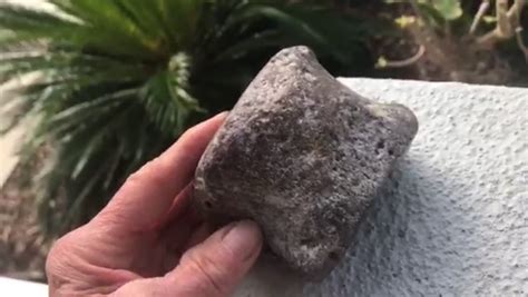Can Anybody Tell What This Is My Mom Found It In Her Yard In Fl R