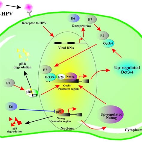 Model Of The Possible Role Of The Hpv16 E6 And E7 Oncoproteins In The Download Scientific