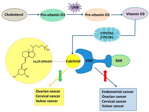 Cholesterol To Vitamin D Pathway