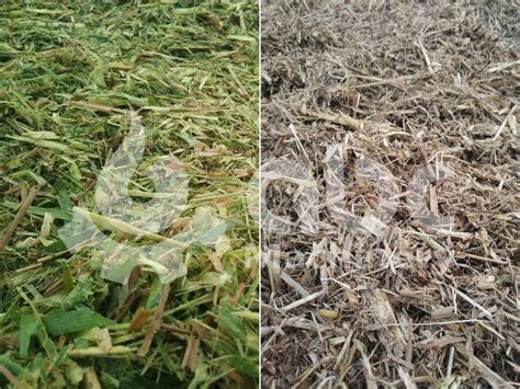 2tph Napier Grass Biomass Pellet Production Line Set Up In The Philippines