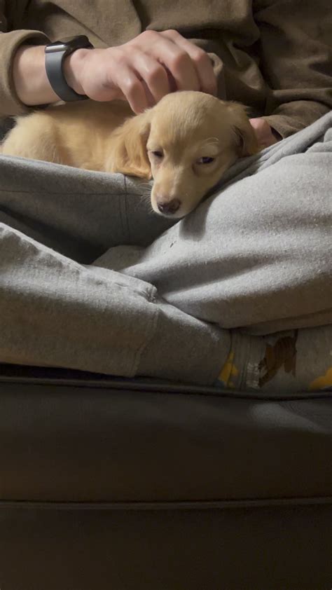 My Sisters Mini Milo ️ Rdachshund