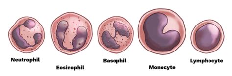 White Blood Cells Labster