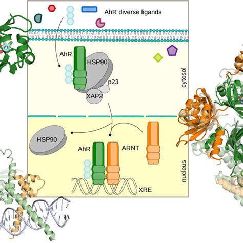 pdf molecular modeling of the ahr structure and interactions can shed