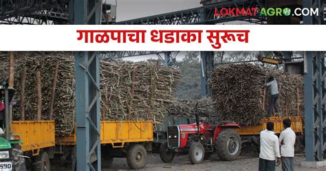 ऊस गाळप सुसाट राज्यात ९ कोटी ९ लाख मेट्रिक टन गाळप Sugarcane