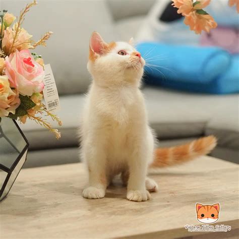 🚌 น้องได้บ้านแล้วนะคราป ️น้องแมว Scottish Fold ️ เพศ ชาย หูตั้ง ขน