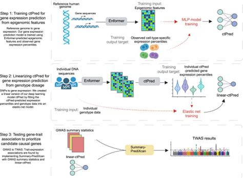 Scpredixcan Integrates Deep Learning Methods And Single Cell Data Into A Cell Type Specific
