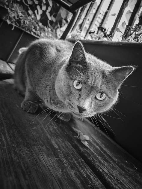 Luna Joy With A Catnip Leaf R Dustkitties