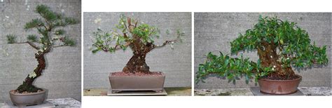 Australian Bonsai Gallery Australian Native Bonsai