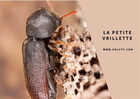Drancy Traitement termites insectes xylophages mérule SOLUTY