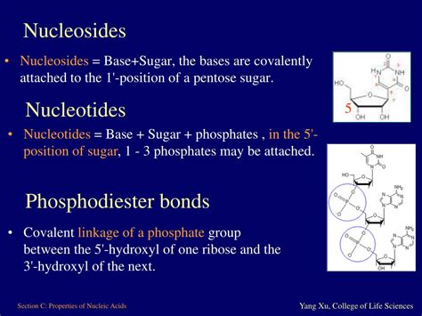 Ppt Section C Properties Of Nucleic Acids Powerpoint Presentation