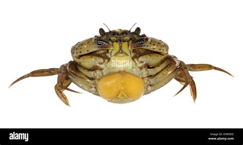 Green Shore Crab Carcinus Maenas Infected With Parasitic Barnacle Sacculina Carcini Stock