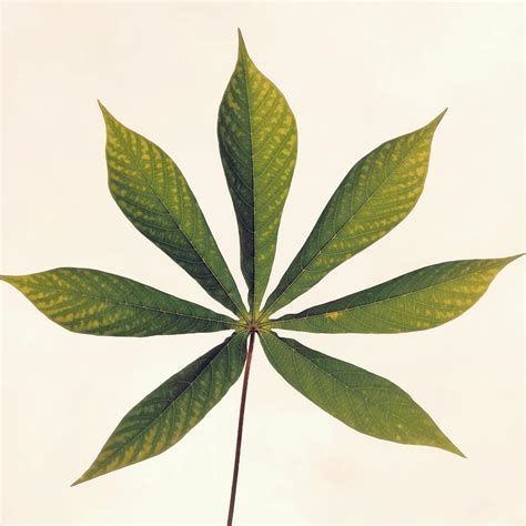 Cassava Image Dataset Kaggle