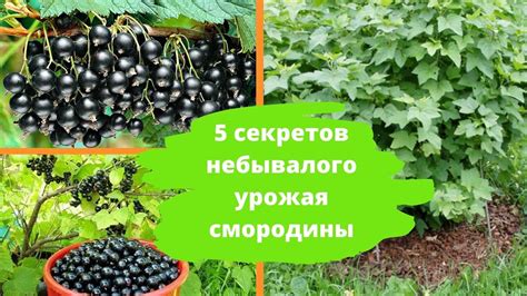 Садоводка