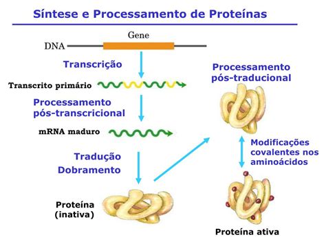 A Sintese Proteica Conhecida Como Fdplearn