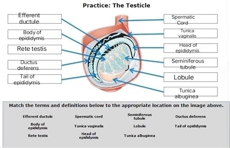Solved Practice The Testicle Match The Terms And Definitions Below