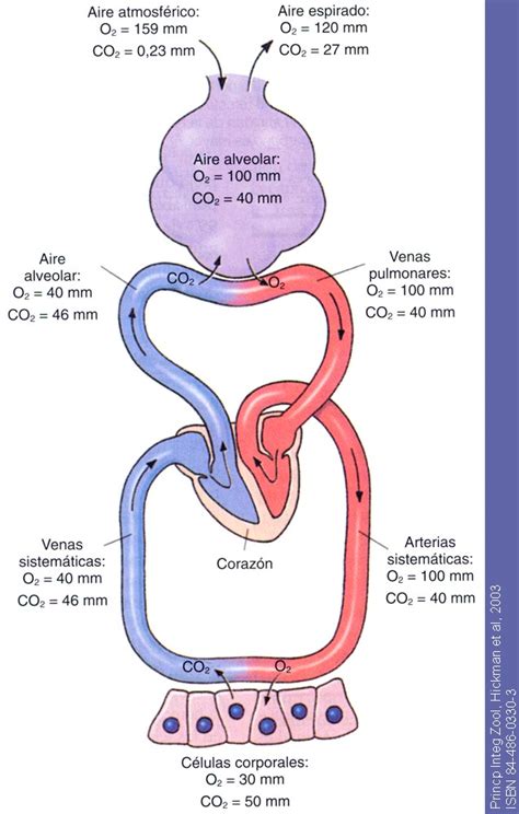 Intercambio Gaseoso Pulmonar