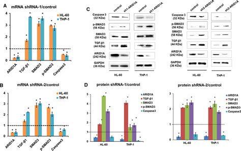 The Correlation Between Decreased Expression Of Arid1a And Cell