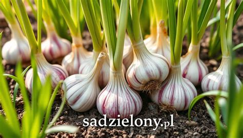 Uprawa czosnku kiedy sadzić i jak dbać o duże główki
