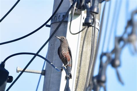 8月11日 コムクドリなど 鳥見備忘録Ⅲ