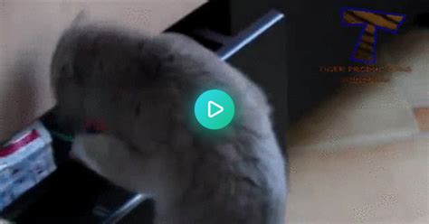 Guilty Cat So Cute  On Imgur