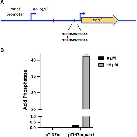 PTIN PTIN M Plasmid Map Features Of The PTIN PTIN M Vector Are Download Scientific Diagram