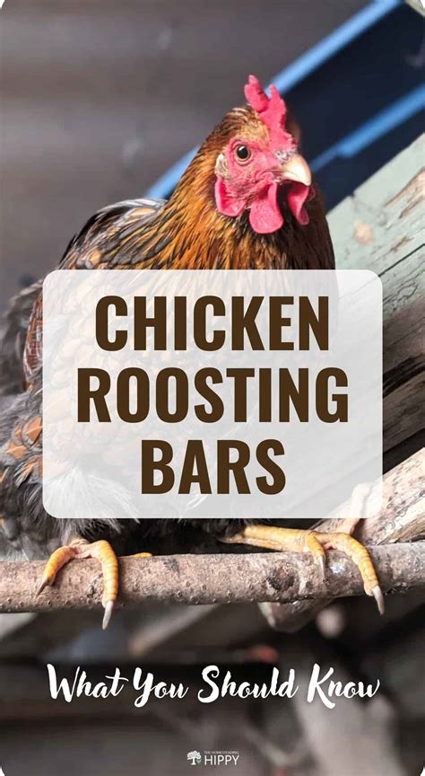 Chicken Roosting Bars All You Need To Know