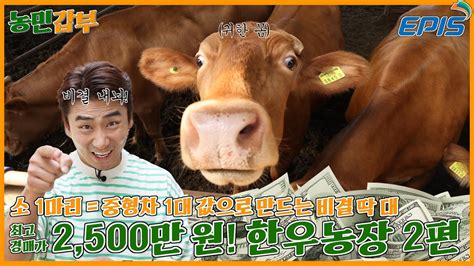 소1마리가 중형차 1대 가격이라고 Youtube