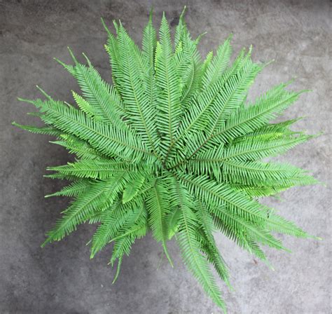 Umbrella Fern Stevens And Son Wholesale Florist