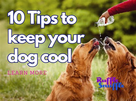 10 Tips To Keep Your Dog Cool This Summer Ruffle Snuffle