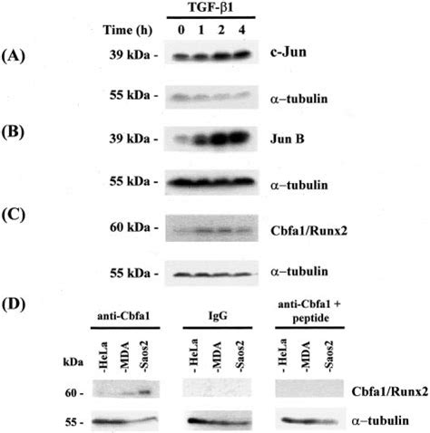 TGF 1 Stimulates C Jun JunB And Cbfa1 Runx2 AC MDA MB231 Cells