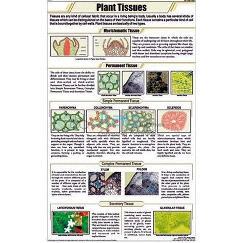 Plant Tissues Chart India Manufacturers Suppliers And Exporters In India