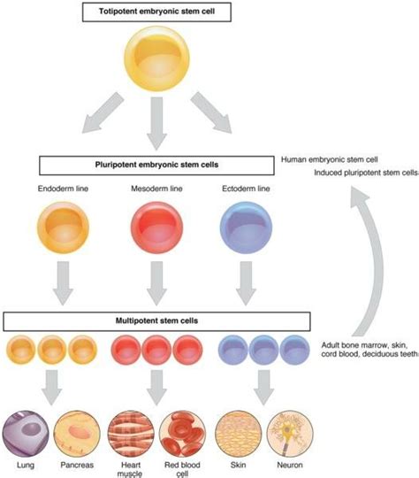 The Stem Cells Hierarchy In Terms Of Their Potency Download