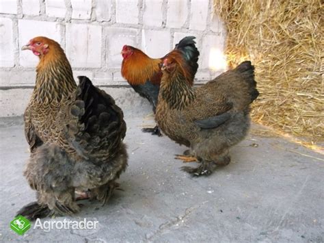 Brahma kuropatwiana brahmy drób jajka jaja kurczaki kura Kórnik
