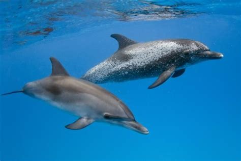 Dolphin Facts Habitat Behavior Diet