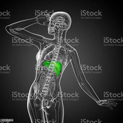 3 D 렌더링 디스트리토 일러스트 간 2015년에 대한 스톡 사진 및 기타 이미지 2015년 건강관리와 의술 결장