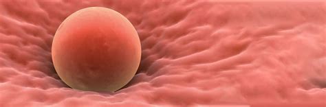 Albany Ga Fertility Centers Ovulation Induction