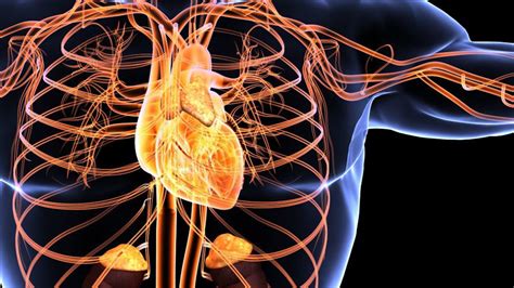 Cardiovascular System