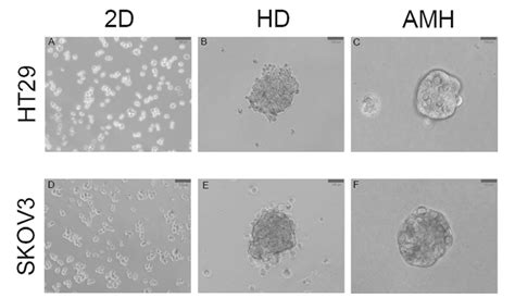 Figure 1 From High Quality Multicellular Tumor Spheroid Induction