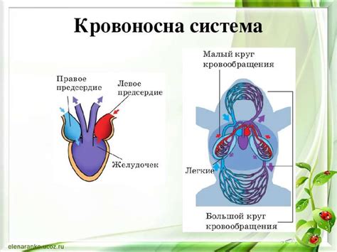 Амфібії презентація з біології