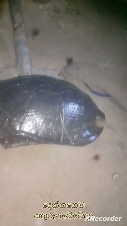 අපි රජ ඉබ්බෝ Youtube